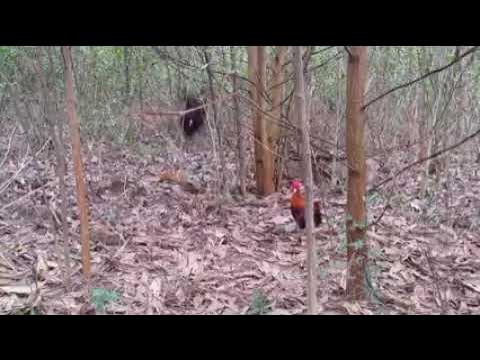 dib qaib qus dib tuaj zoo tiag tiag - YouTube