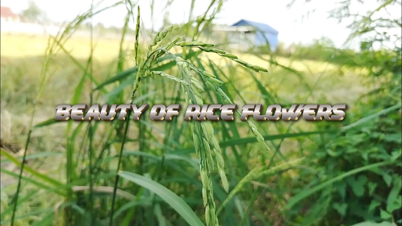 The beauty of rice flowers is really beautiful and very desirable. with ...