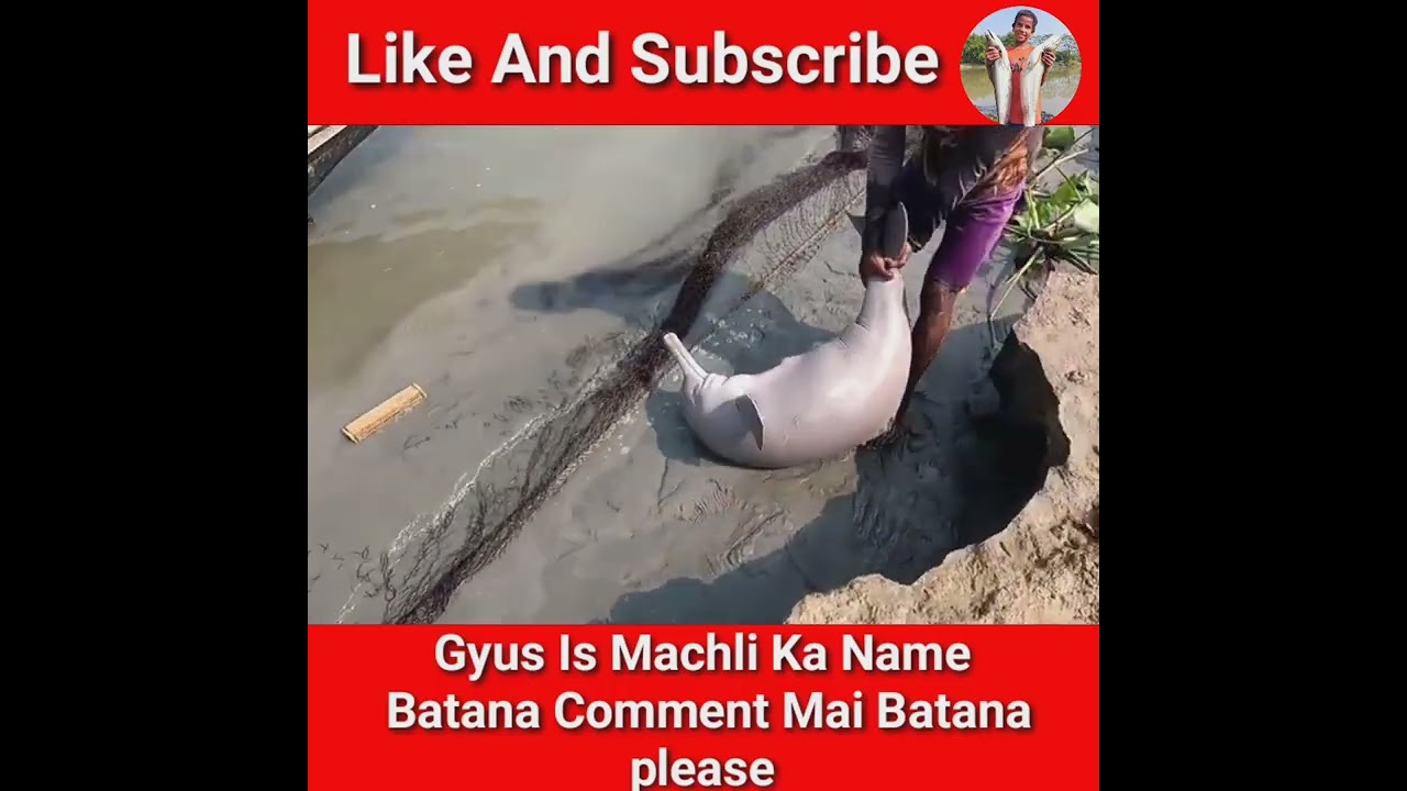 Best Fishing Samundar Fish #daily_fishing #shorts #youtubeshorts # ...