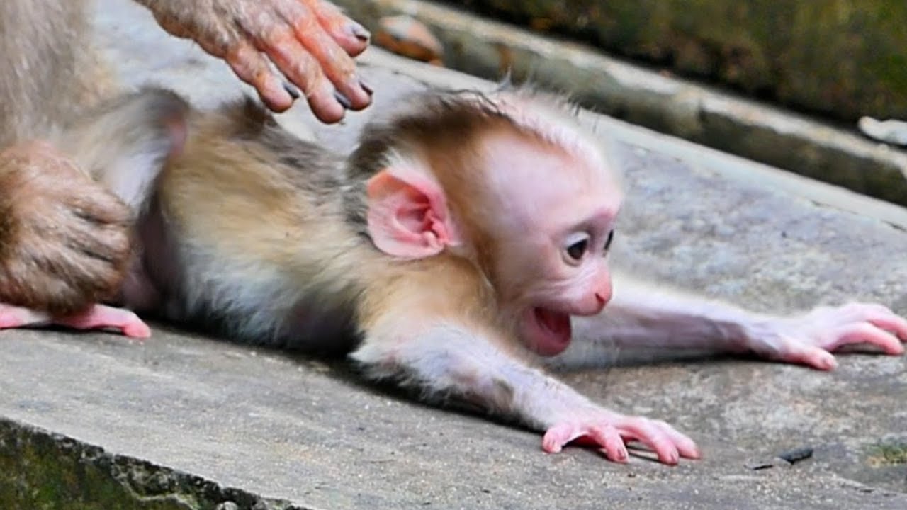 HopeNothingWrong!... Mommy Monkey Libby Trying C_omfort Baby Monkey Leo ...