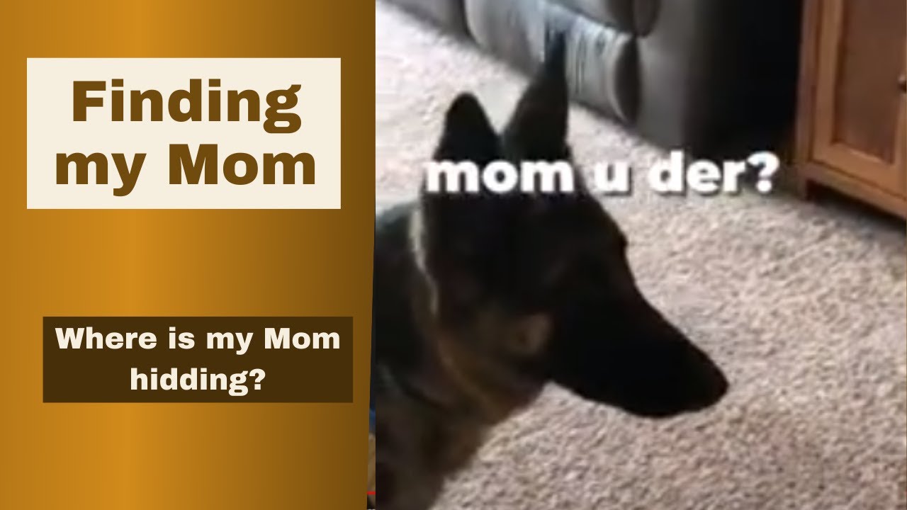 Schnookie finds Mom - YouTube