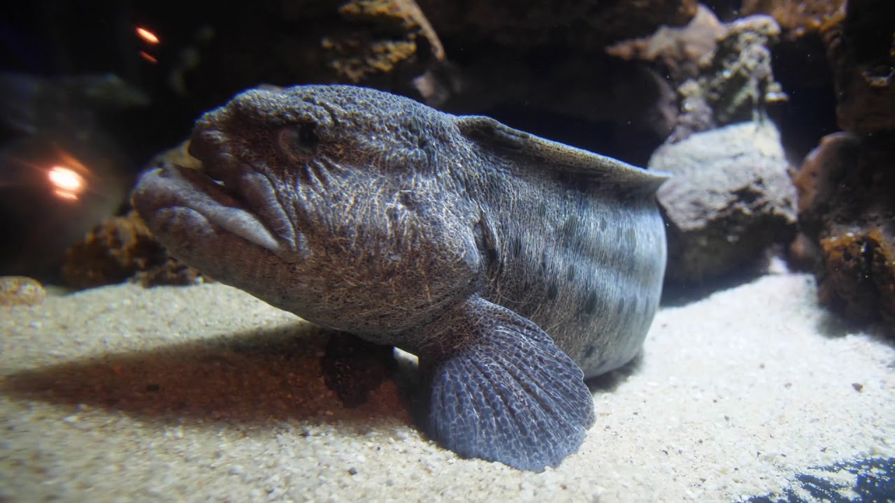 sideway view of a wolf eel devil fish atlantic wolffish in an aquarium ...