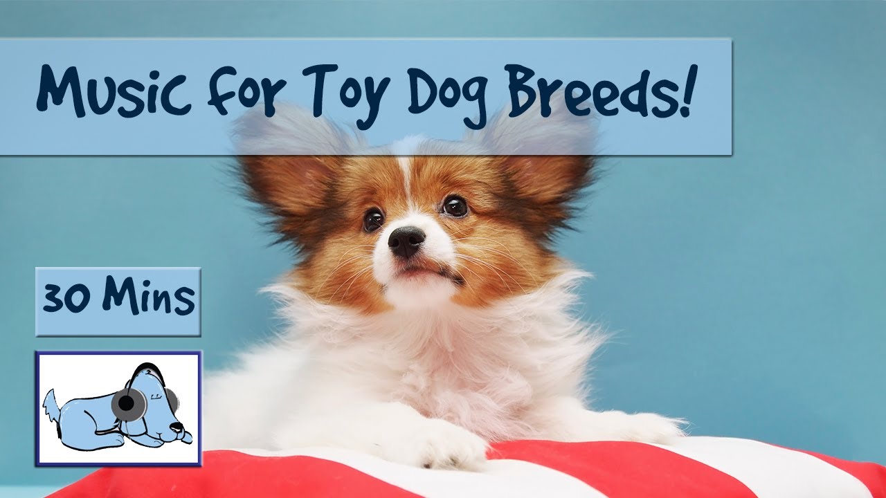 Dog Music for Toy Sized Breeds! Perfect Music for any Small Dog or ...