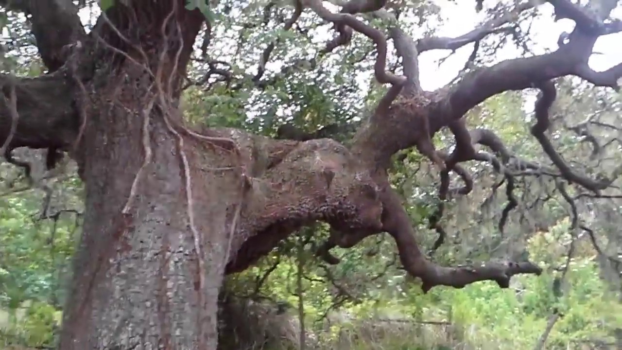 Live Oak Tree / Very old Live Oak - YouTube