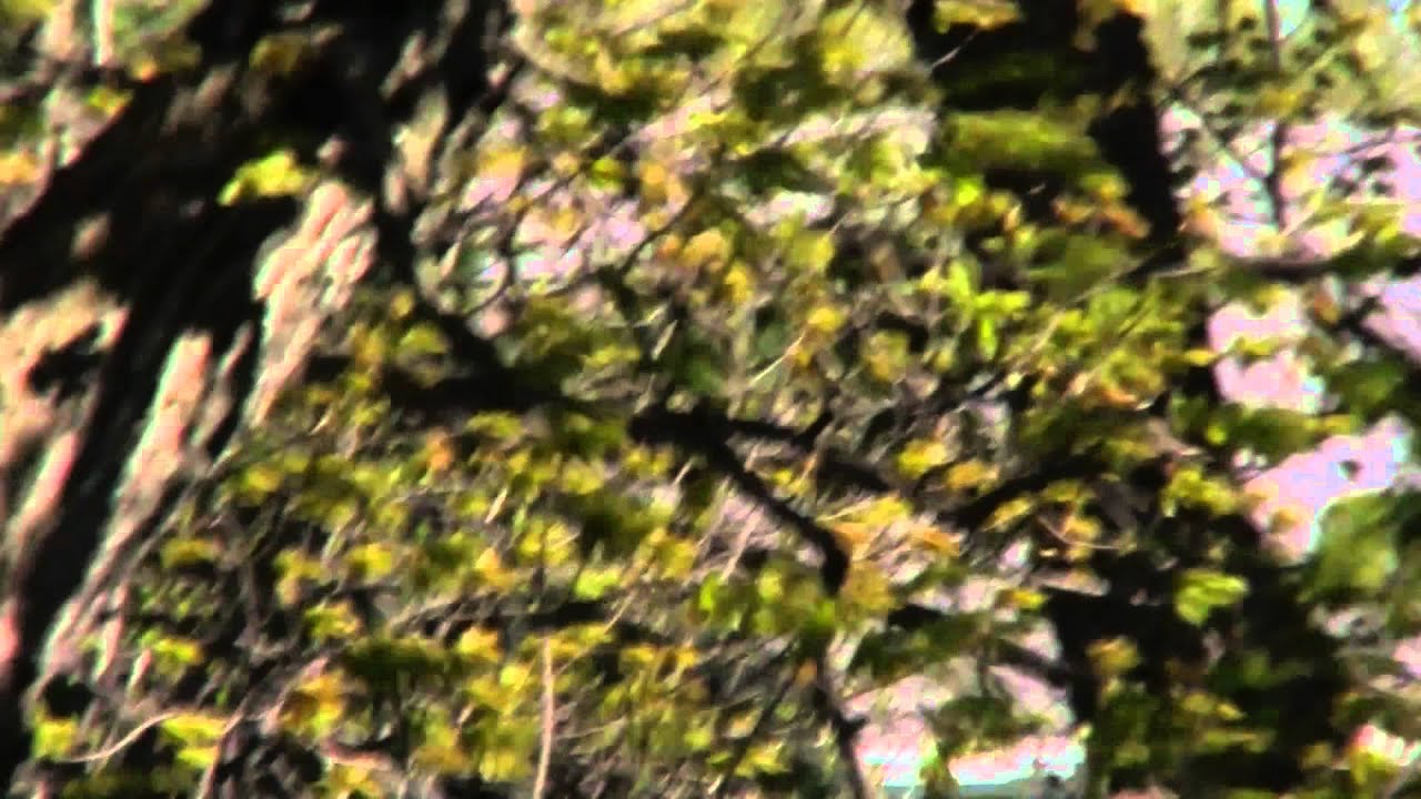 From The Perch (David Duchow) - YouTube