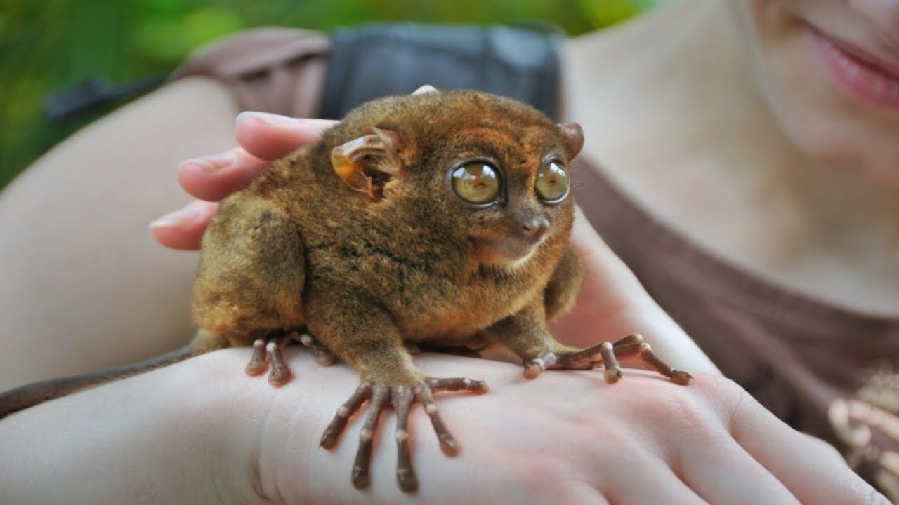 THE WORLD'S SMALLEST PRIMAT ORIGIN SULAWESI,INDONESIA - YouTube