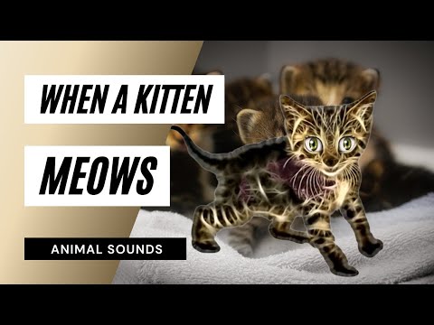 When A Pig Oinking Sounds - Sound Effect - Animation - YouTube