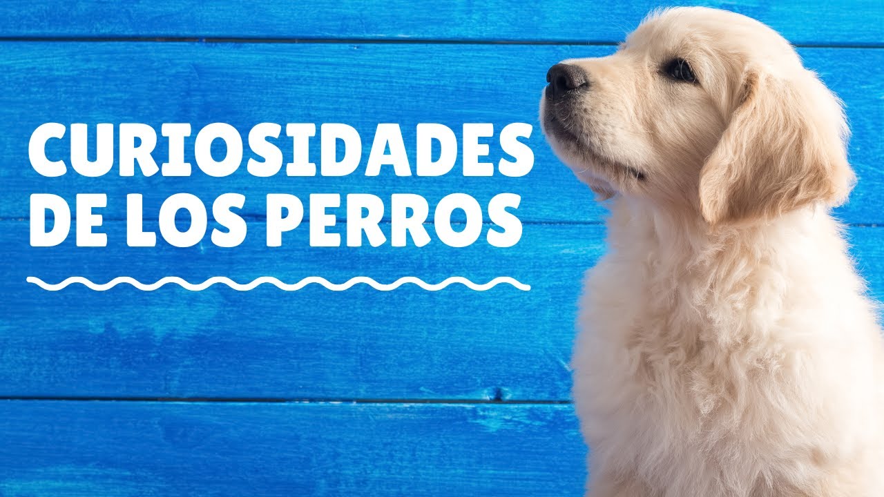 7 datos curiosos de los perros que deberías conocer - YouTube