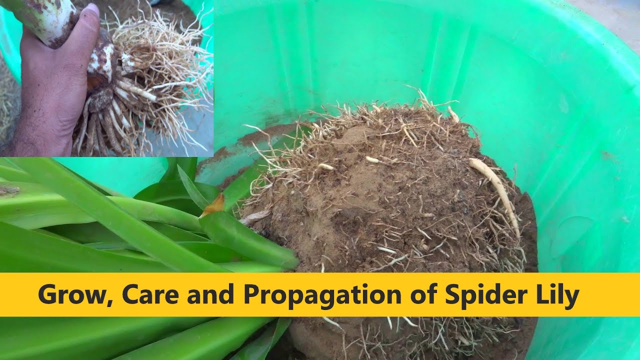 Spider Lily Propagation and Caring Tips - YouTube