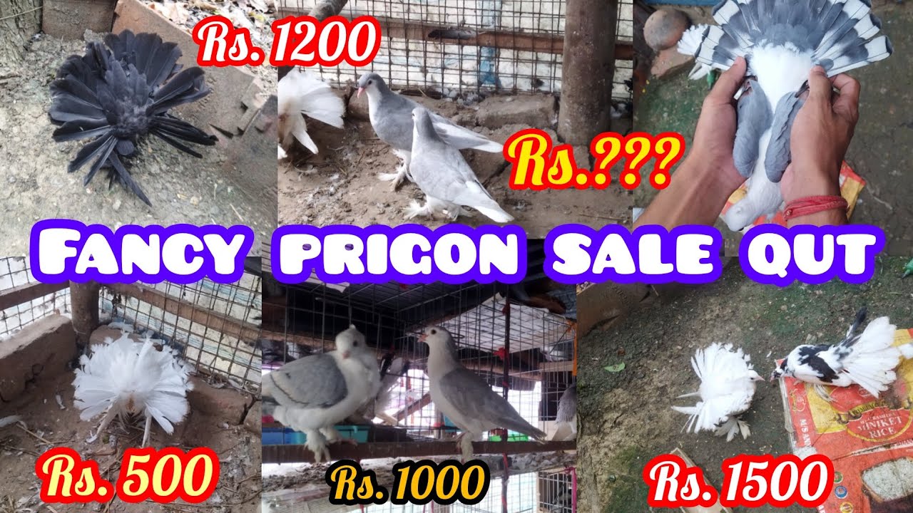 fancy prigon sale =out quality'' full prigon Baby fantail prigon sale🔥 ...