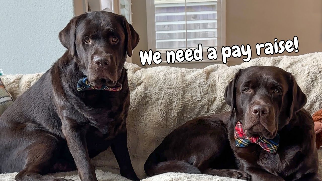 My Dogs Go On a Strike - YouTube