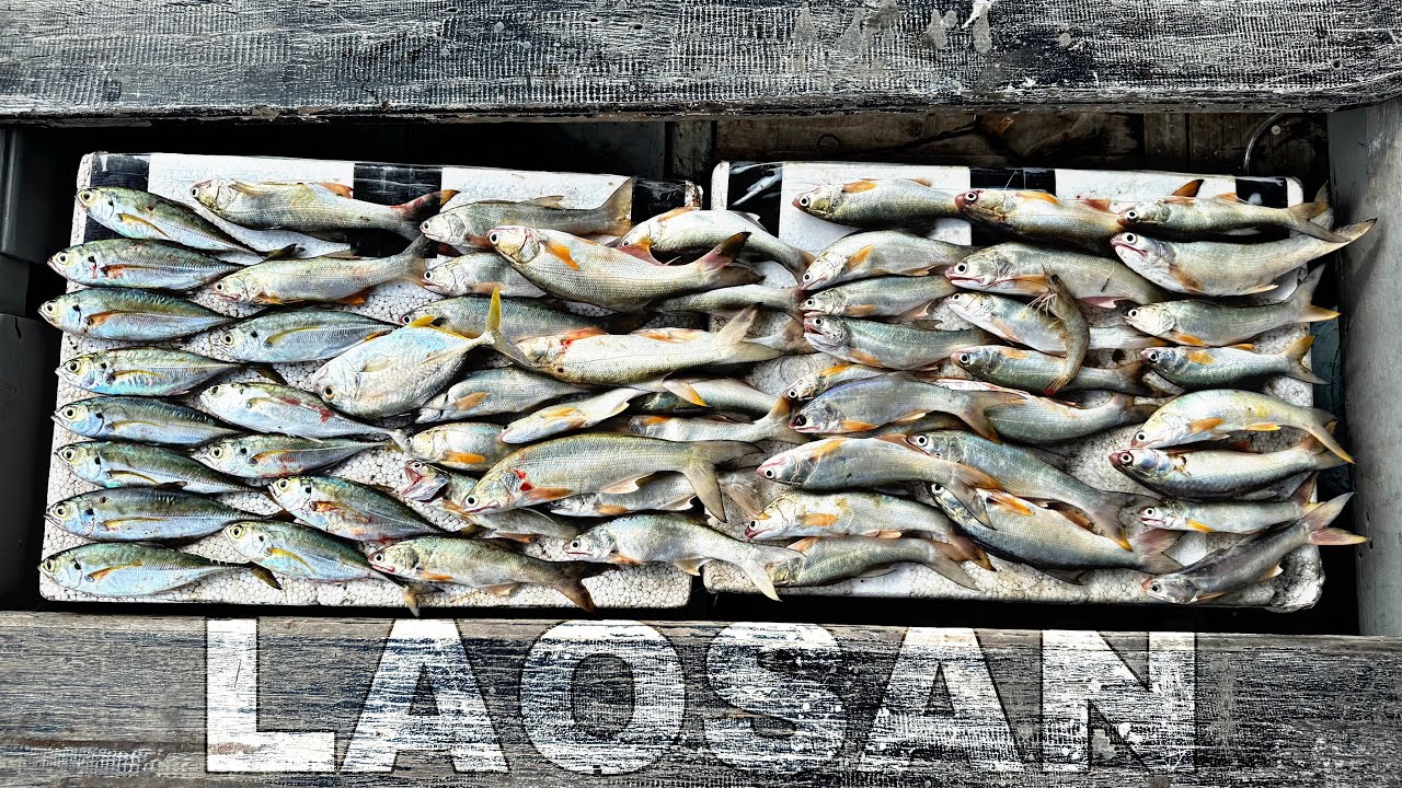 Mancing laosan mode santuy - YouTube