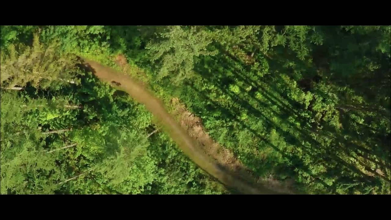 The forest from above | Cinematic - YouTube