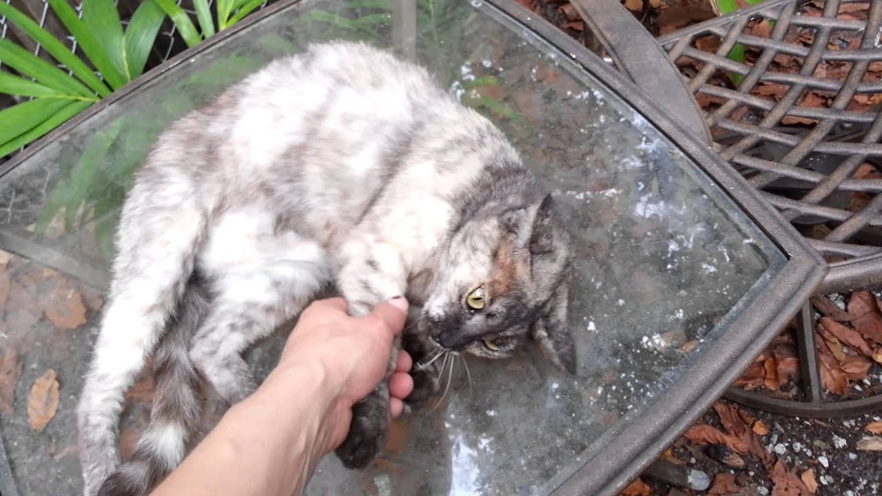 Dead cat comes alive - YouTube