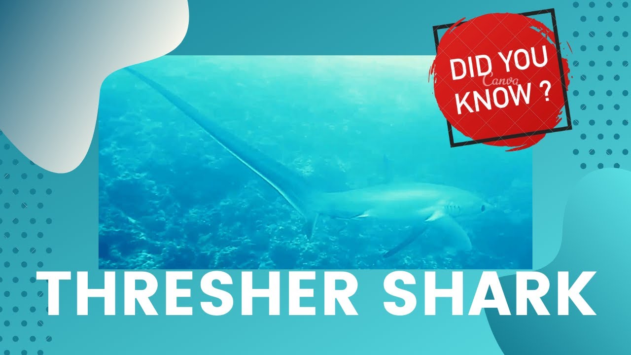 Thresher shark facts - YouTube