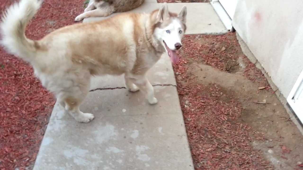 Siberian Husky Talking Dog Cussing Out Owner Wants A Walk - YouTube
