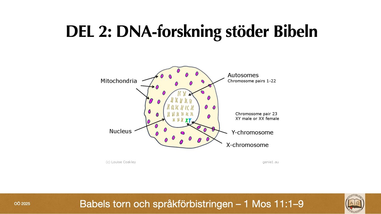 Ut ur Babel – del 2: DNA-forskningen stöder Bibeln - YouTube