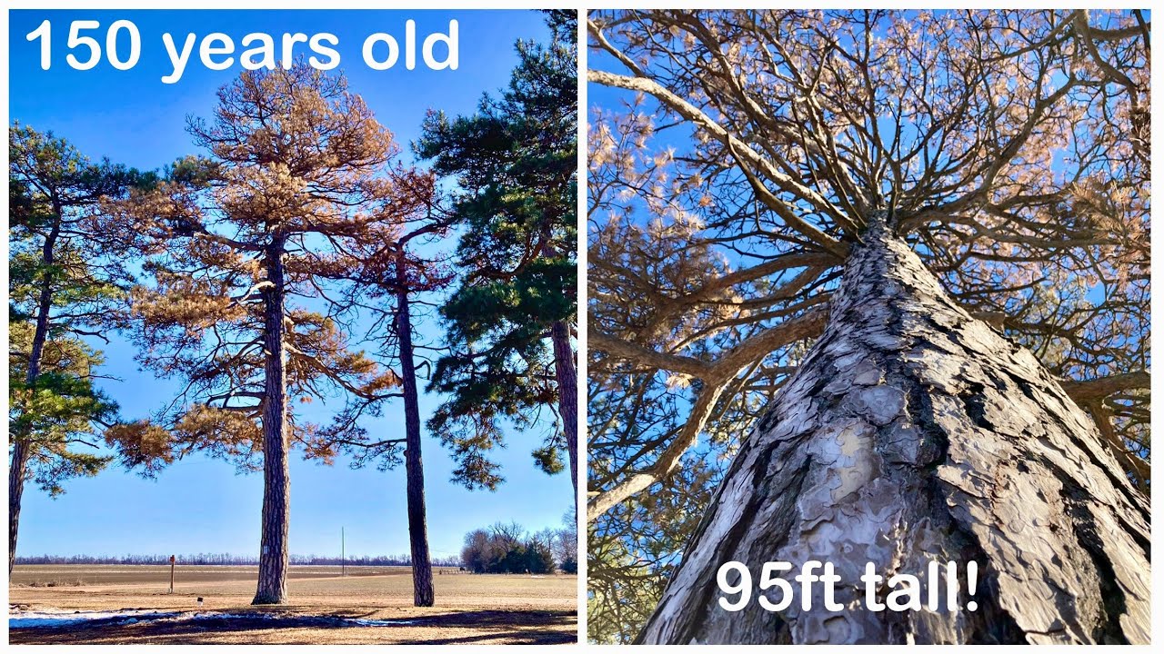 150~ year old tree is cut down - YouTube
