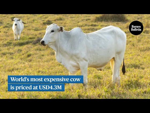 Most Expensive Livestock The Most Expensive Cows In The World, Which