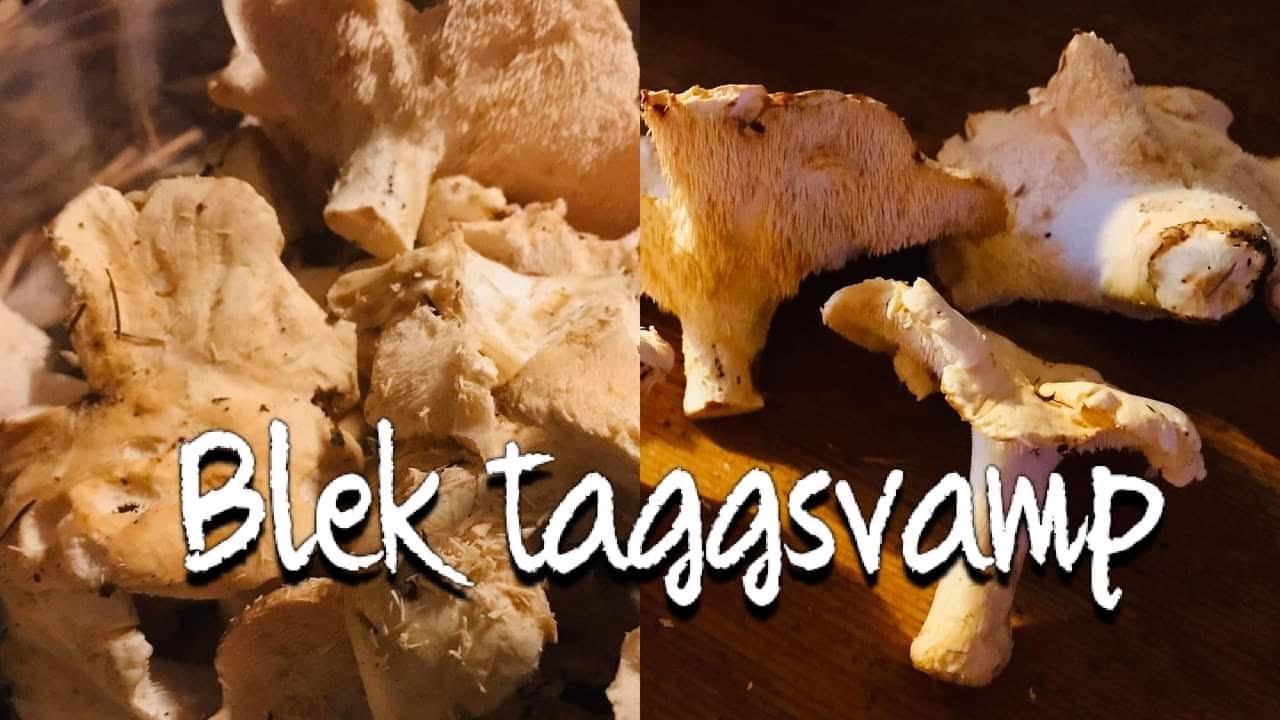 Blek taggsvamp (Mushroom) - YouTube