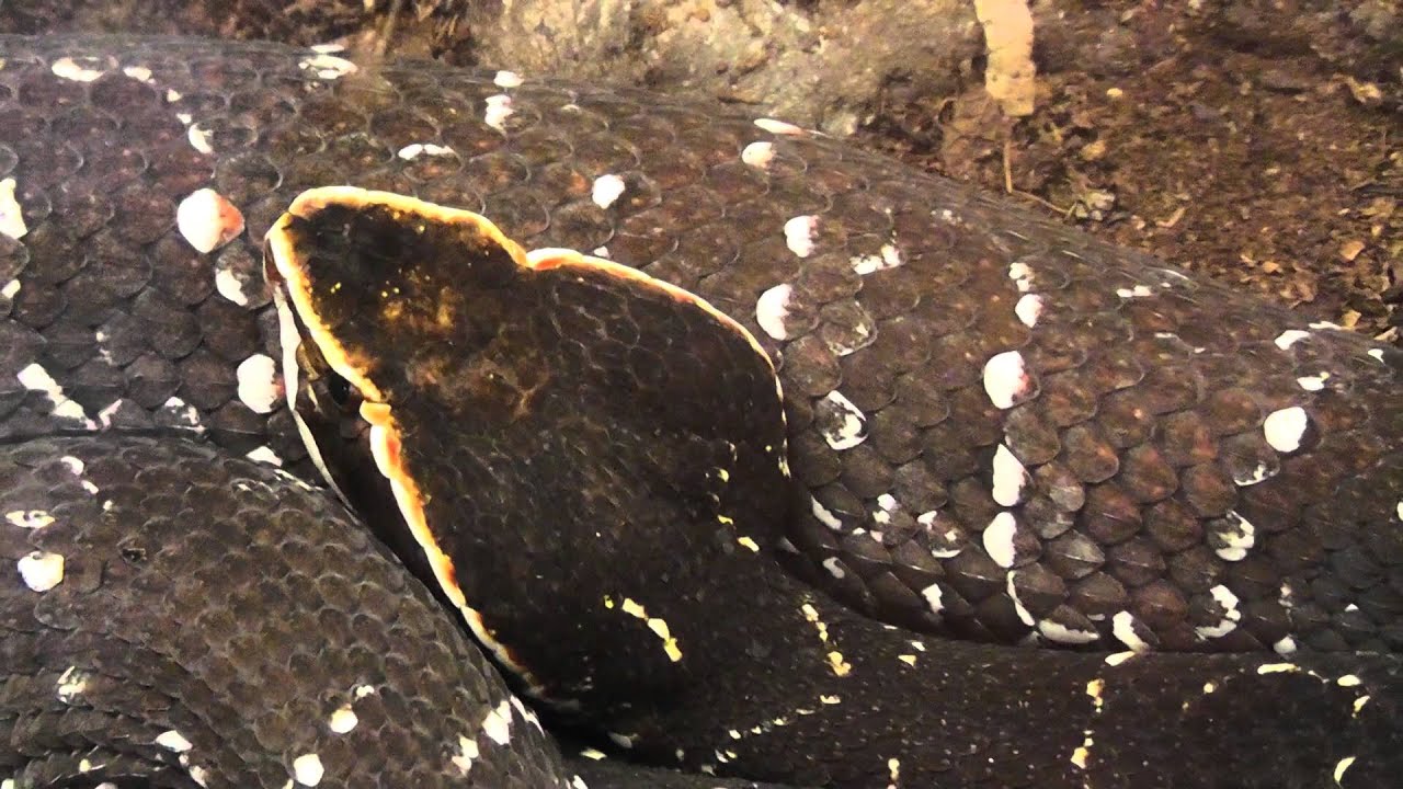 Cantil Mexicano (Agkistrodon bilineatus) - Zoológico de San Juan de ...