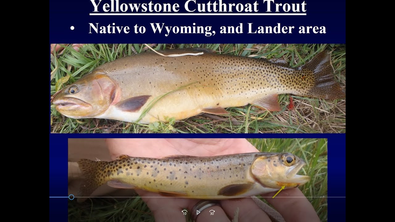 Native vs. Nonnative Wyoming Fish for 4th Grade Ed Day - YouTube