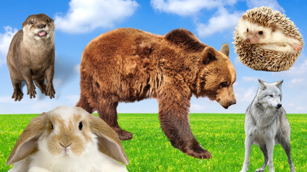 Forest Animals, Relax Music, Meditation, Animals Voices, Learning ...