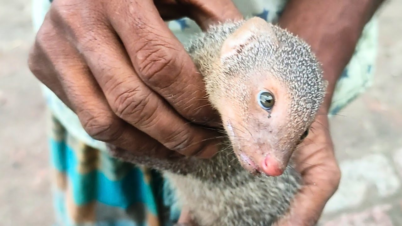 Animals That Live Above And Below The Ground - YouTube