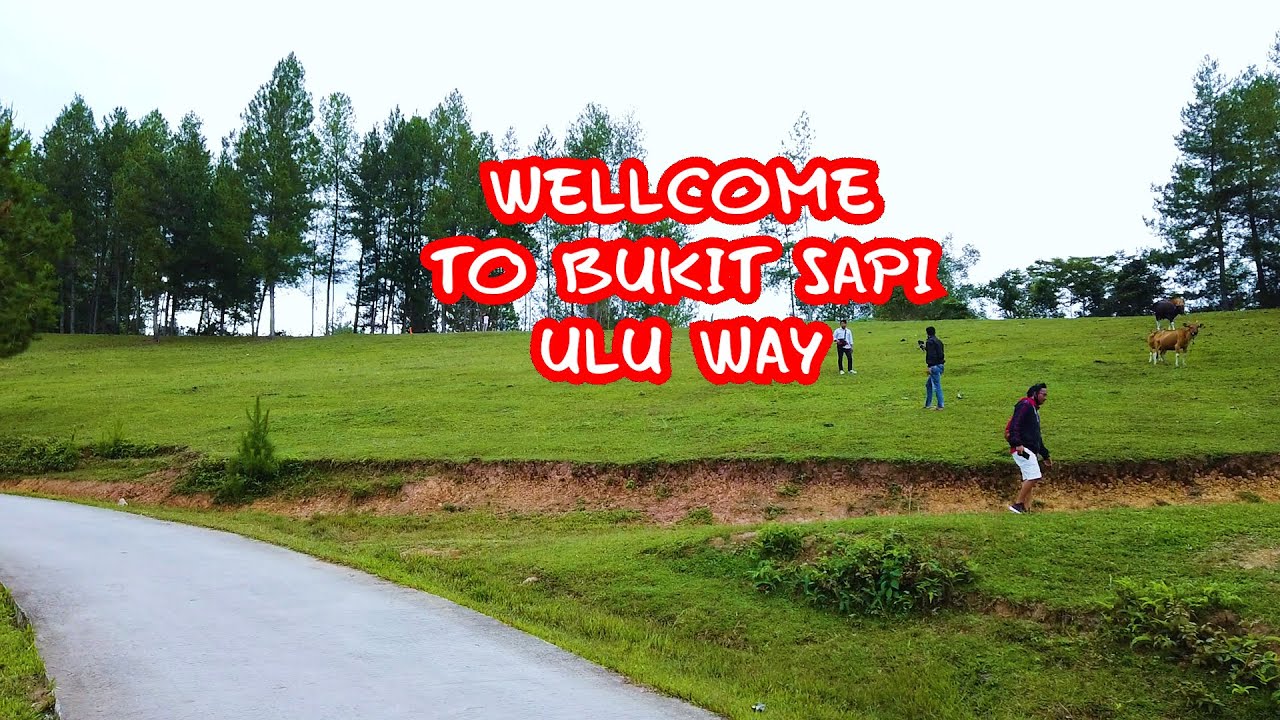 Perjalanan Ke Bukit Sapi Uluway Toraja - YouTube