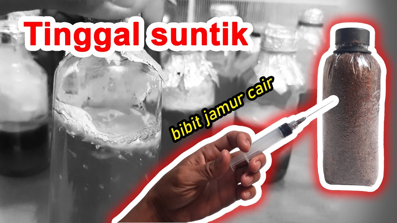 Bibit jamur media cair | liquid mycelium - YouTube