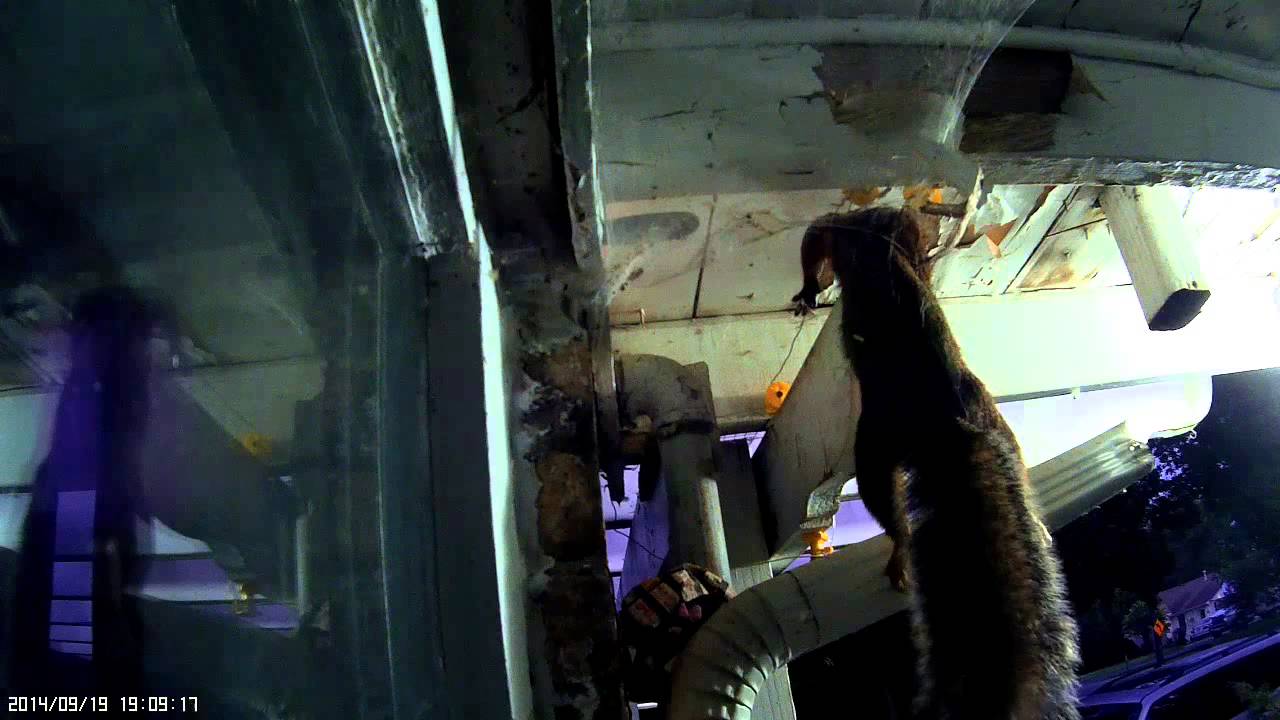 ELECTROCUTION, DEATH of a SQUIRREL - YouTube