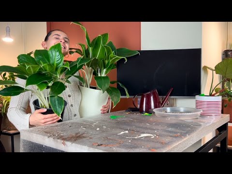 Every Single Plant In My Collection 2024 - YouTube