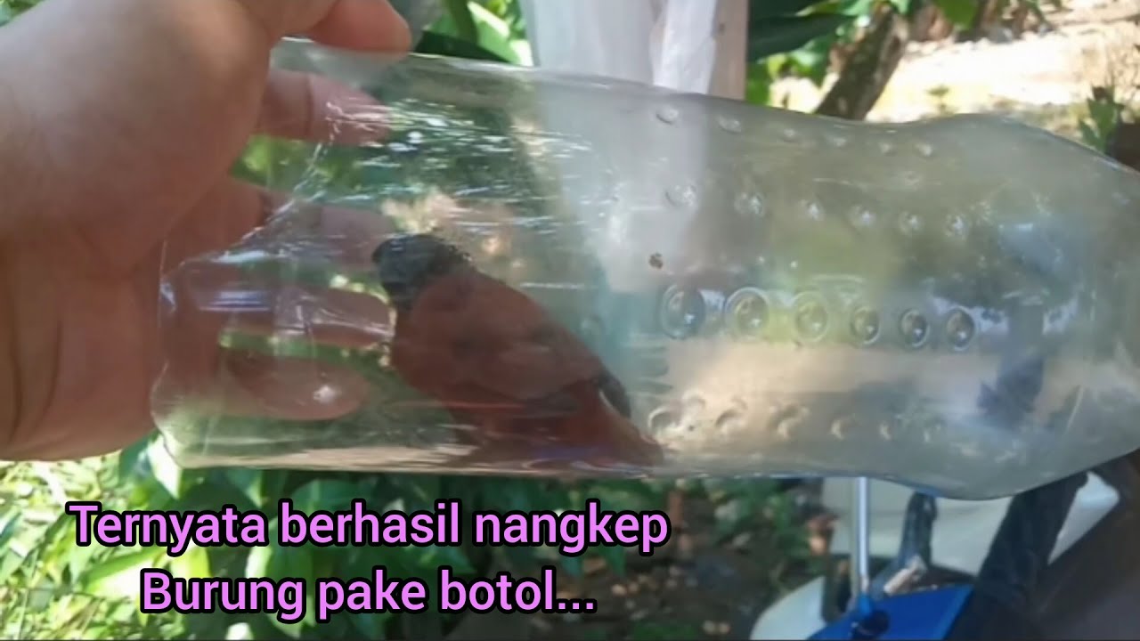 Berhasil nangkep indukan burung pake botol - YouTube