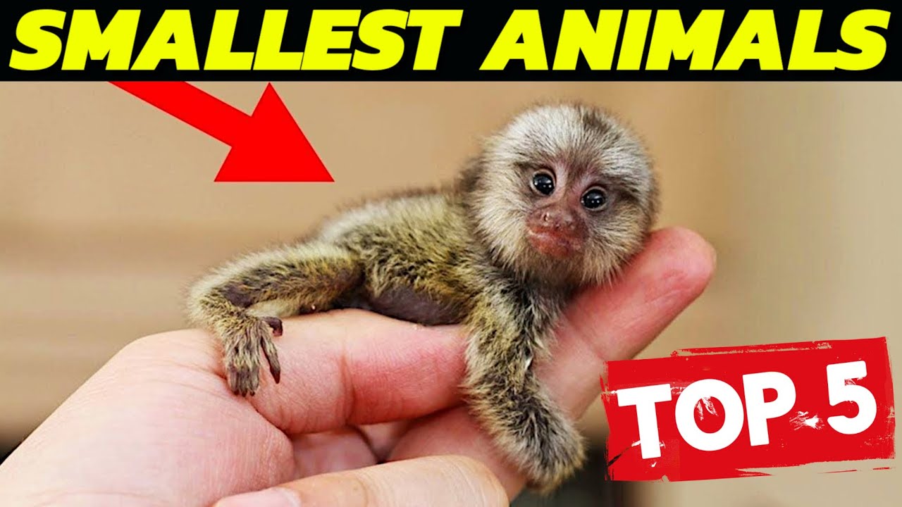 TOP 5 Tiniest Animals in The WORLD! How can they be so TINY! - YouTube