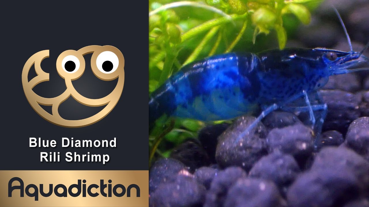 Blue Diamond Rili Shrimp (Neocaridina shrimp) - YouTube