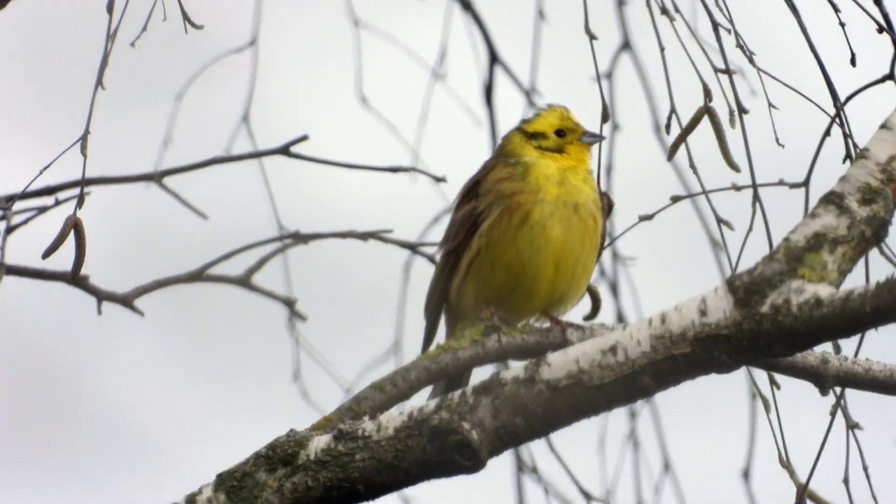 Yellowhammer♂ - YouTube