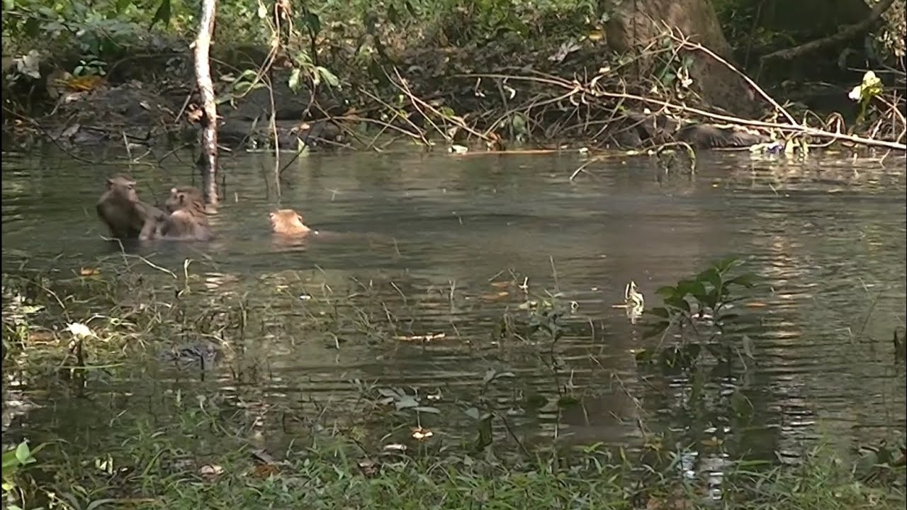 how monkeys swimming. Monkey s play in water. Monkey-Bird-Animal part ...