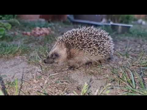 Igel Baby ruft nach der Mama - YouTube