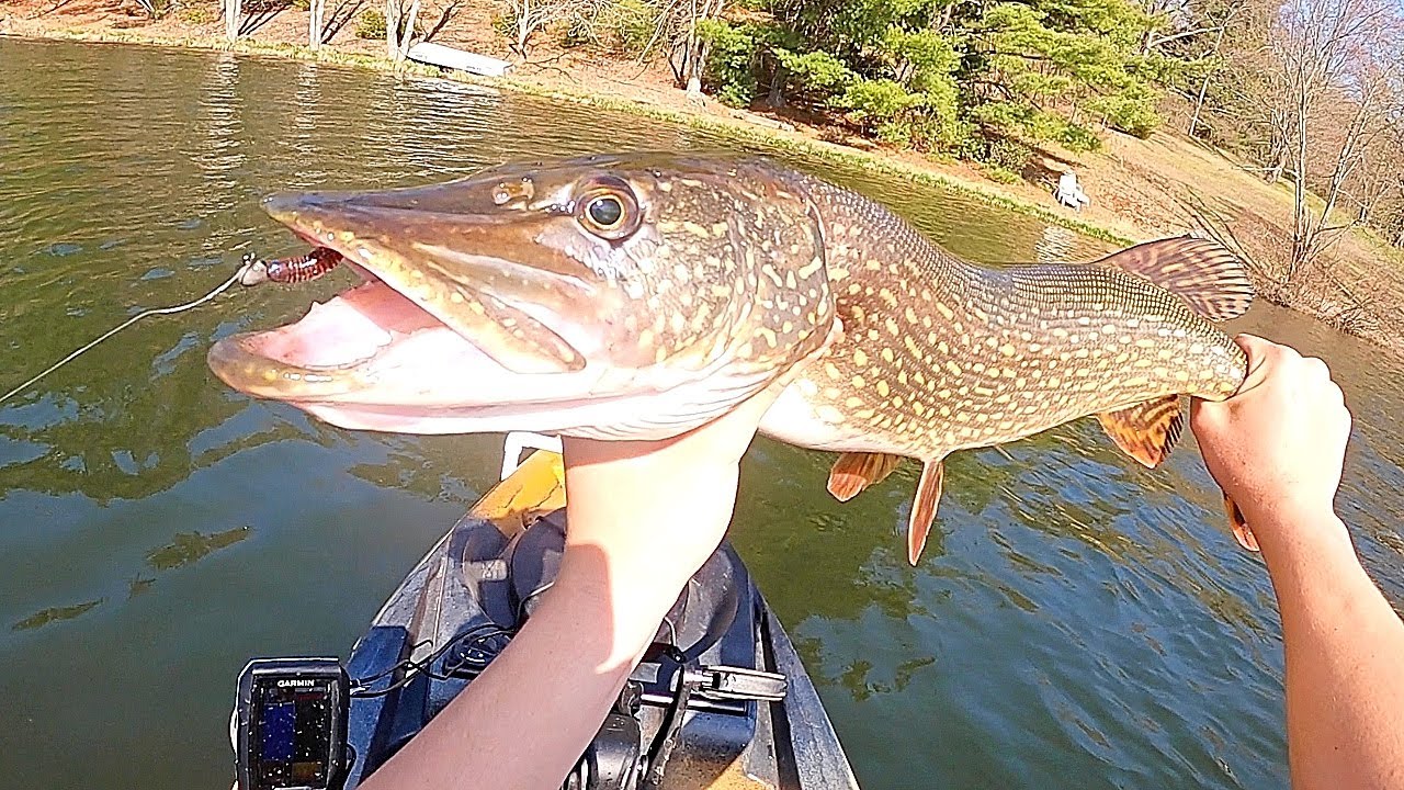 Kayak Fishing for Bass and Pike! Early Spring Finesse Fishing for Bass ...