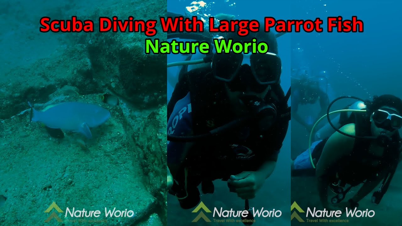 Scuba Diving With Large Parrot Fish - Nature Worio - YouTube
