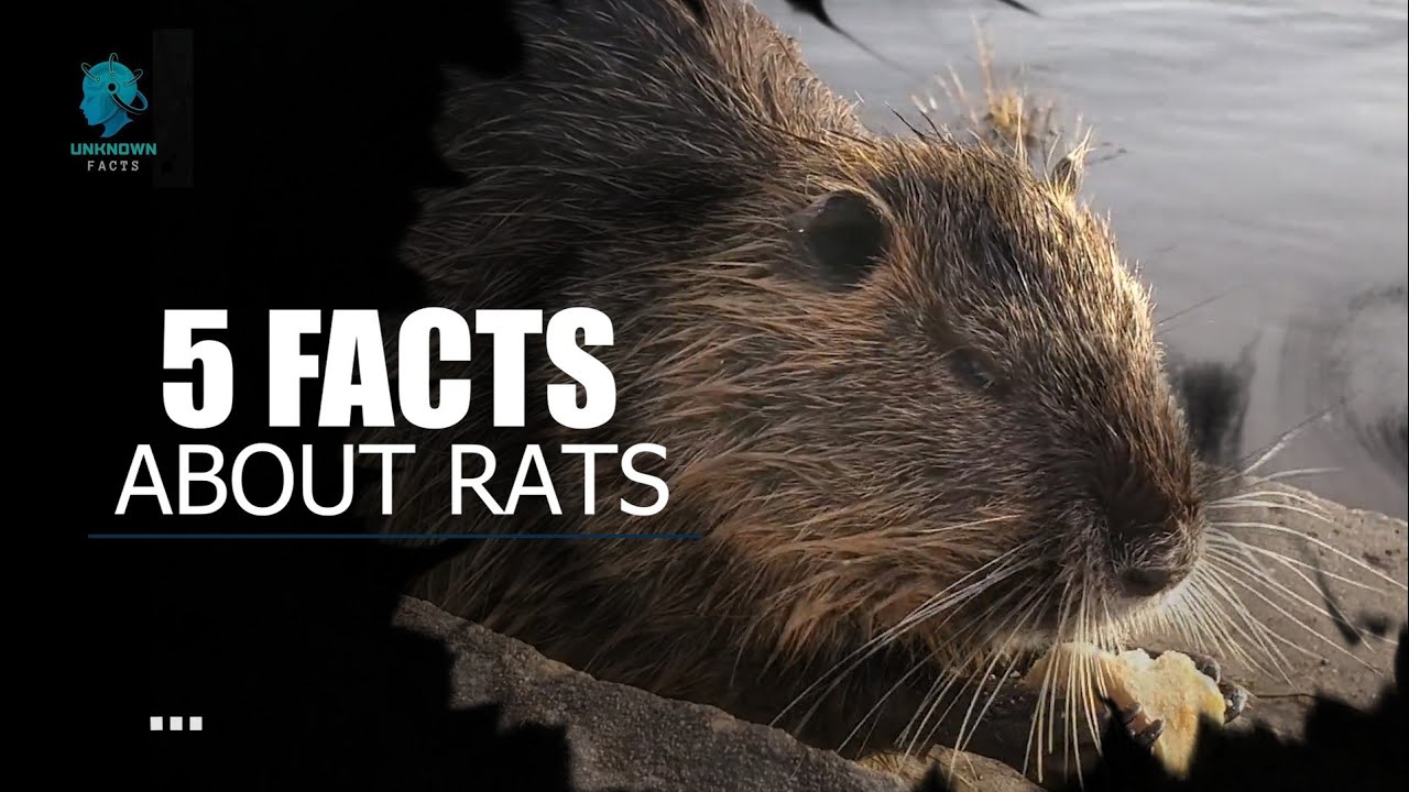 5 Facts About Rats #rat #animalfacts #naturefacts #wildlifewonders # ...