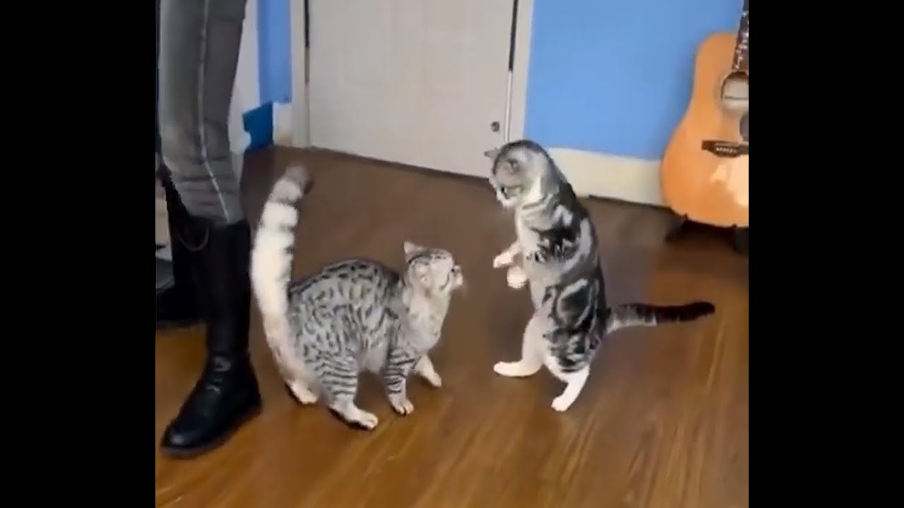 best funny movement with cats - YouTube