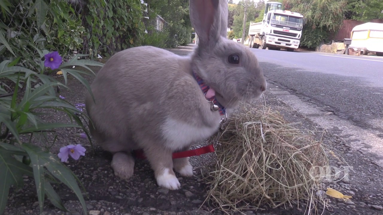 Dunedin pet rabbit goes walking - YouTube