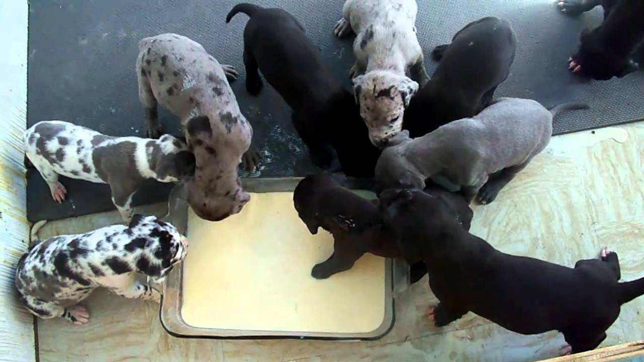 Great Dane Babies Weaning - First Time - Jan 2011 Litter - YouTube