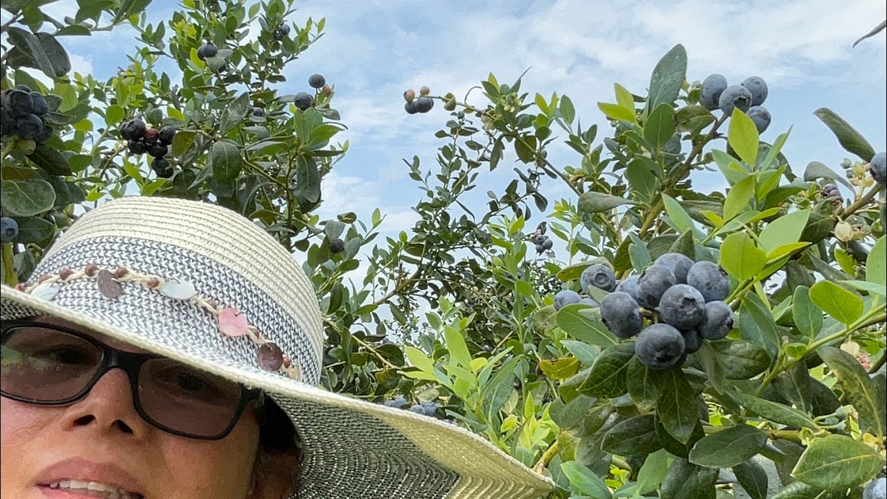 So, much fun for blueberry picking to see the long and wide blueberry ...
