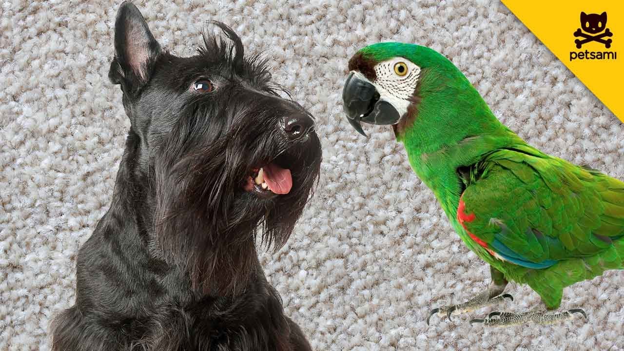 A parrot and a dog get a little too intimate - YouTube
