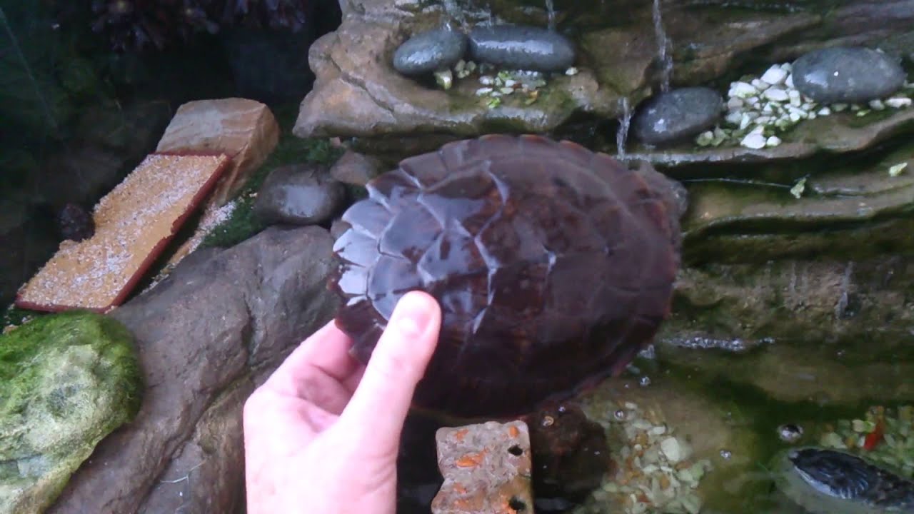 Universal Rocks Turtle pond - YouTube