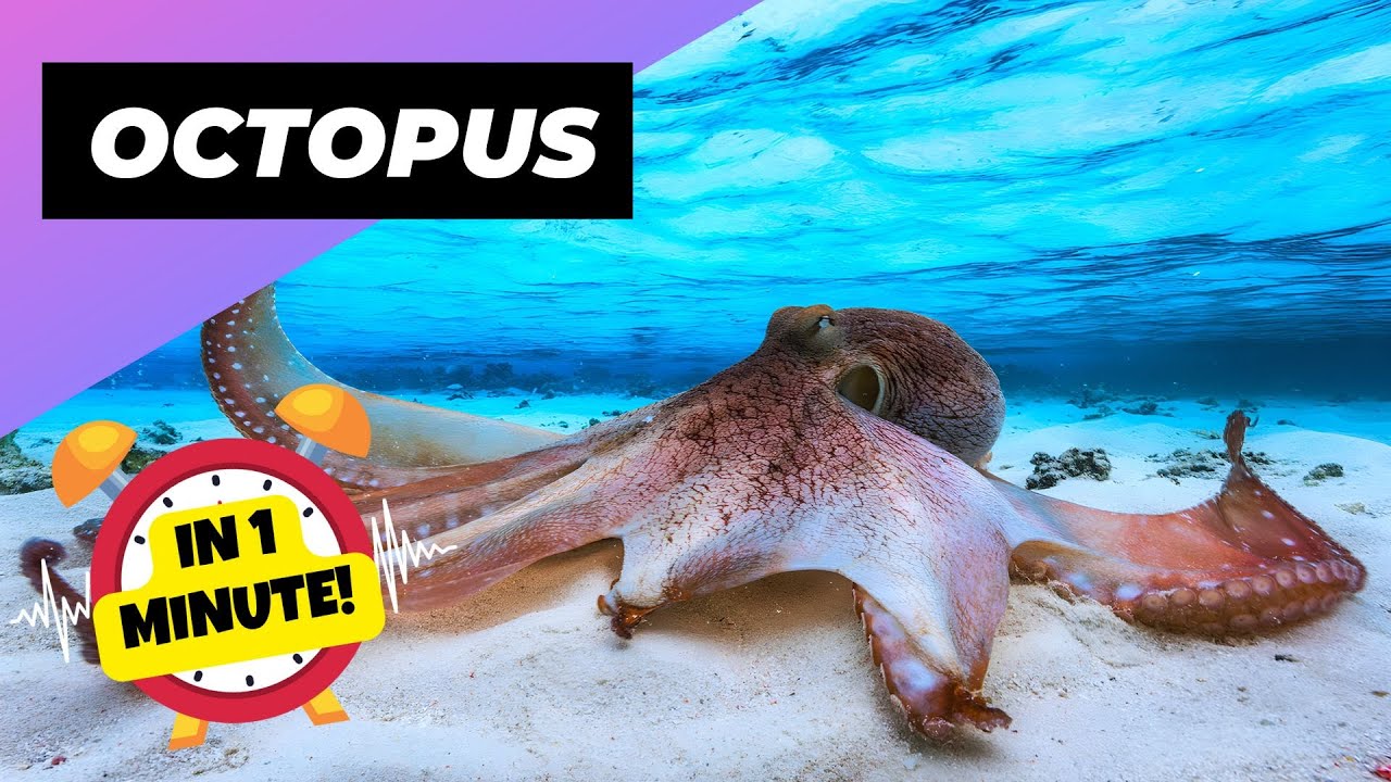 Octopus - In 1 Minute! 🐙 One Of The Most Intelligent Animals In The ...