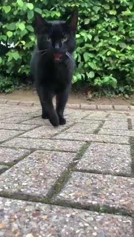 Black cat struts down the driveway, looks menacing! - YouTube
