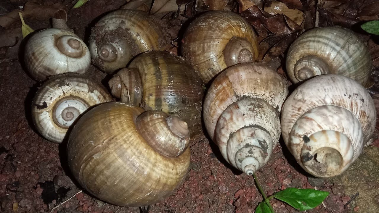 I Built A Giant Snail Shell For My Pet Snail - YouTube